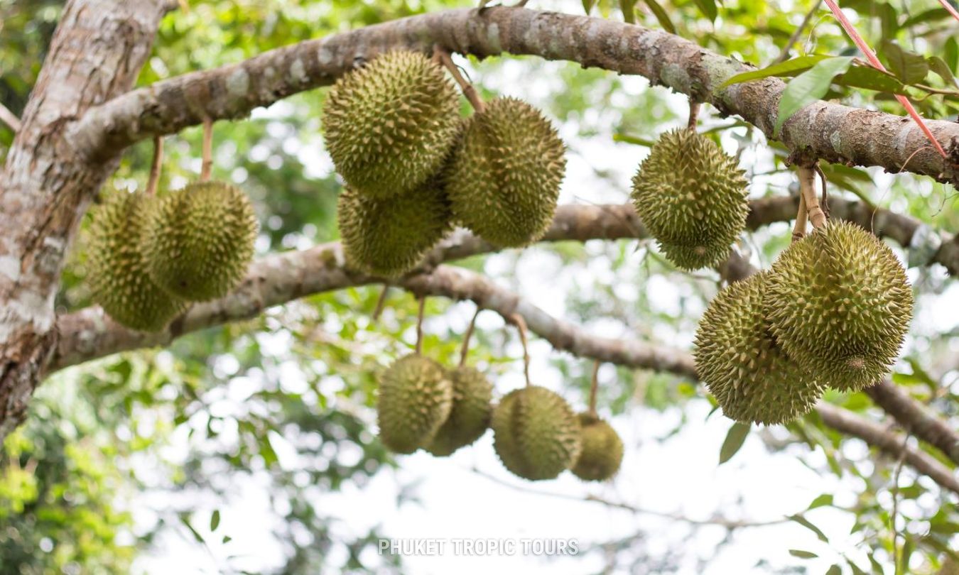Durian in Phuket: Your Complete Guide to the King of Fruits