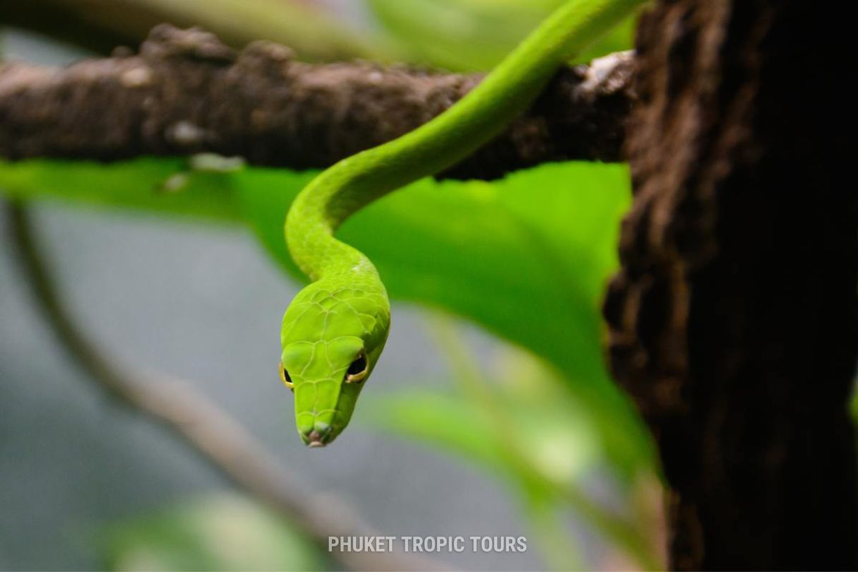 Dangers in Phuket: Snakes, Jellyfish & Tourist Safety Tips